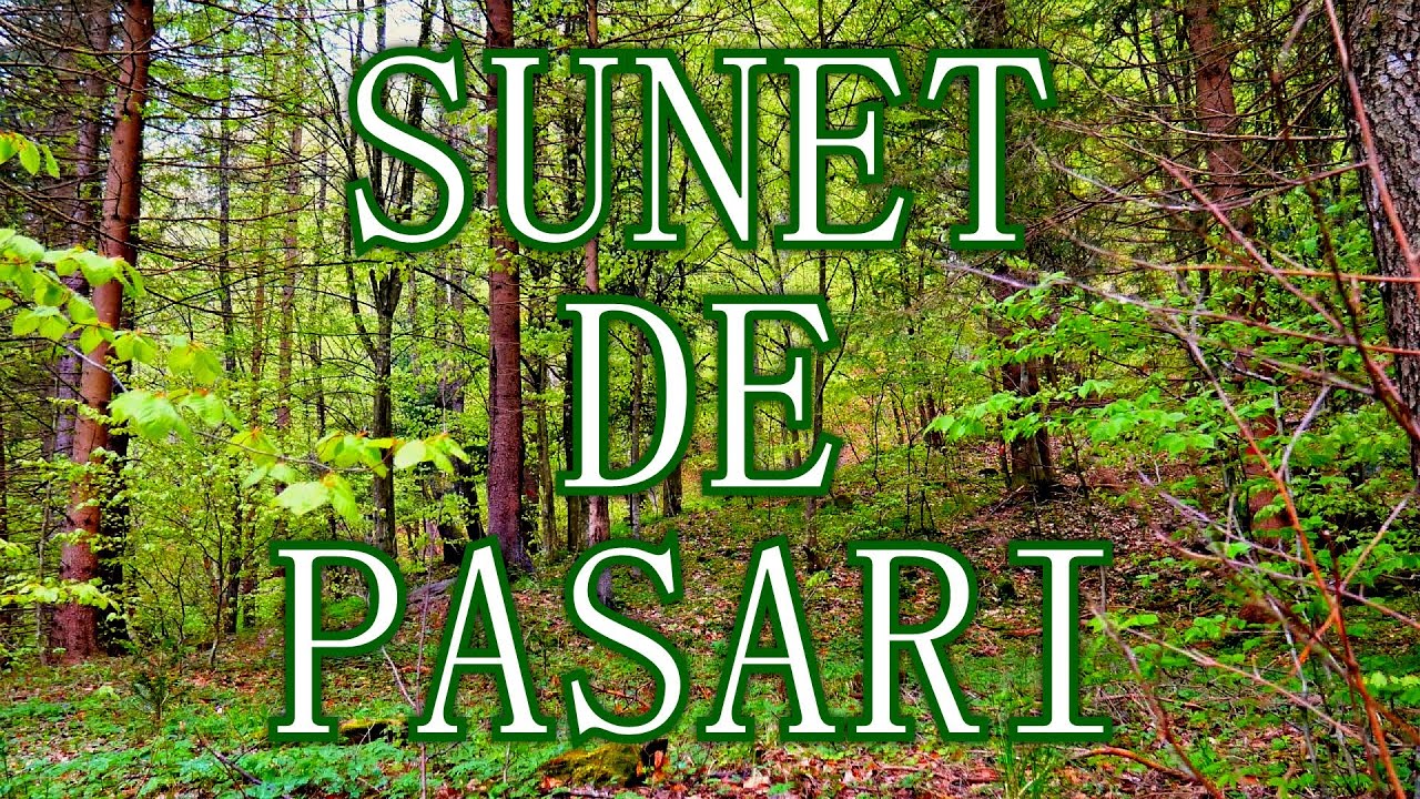 8h Ciripit de pasarele in padure Primavara Sunete pentru relaxare si ...