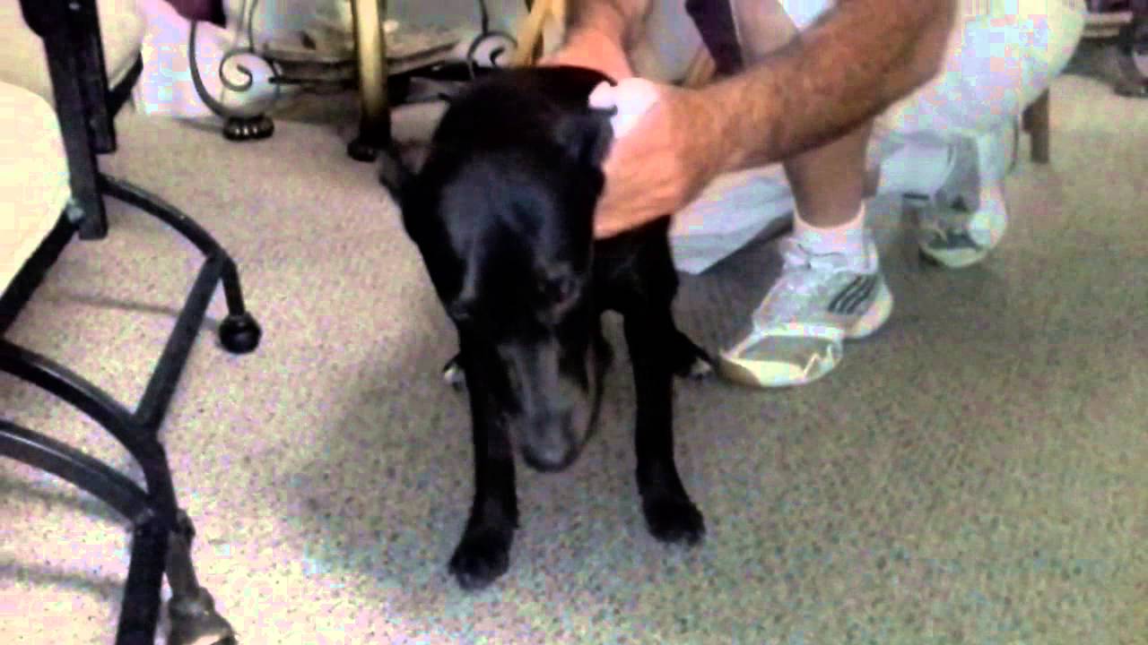 My dog sam - YouTube