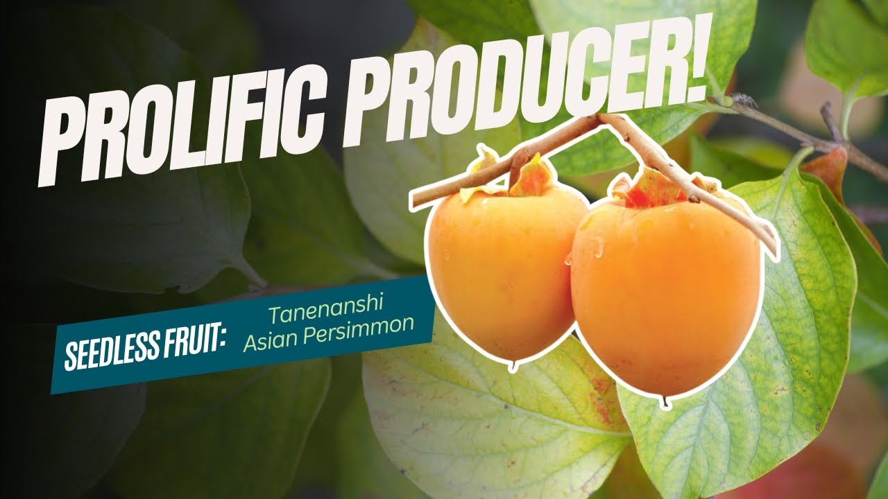 Tanenashi Persimmon: A Taste of Autumn's Finest - YouTube