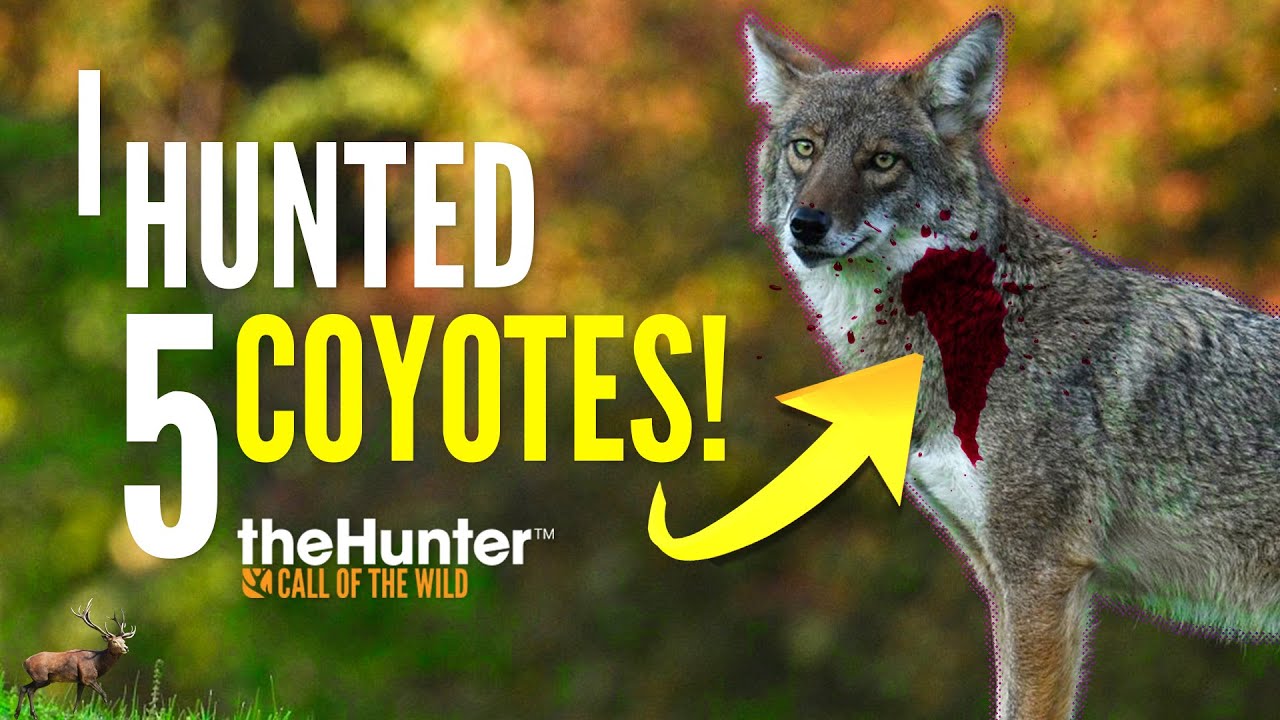 COYOTE HUNTING! Layton Lake District - The Hunter Call of the Wild ...