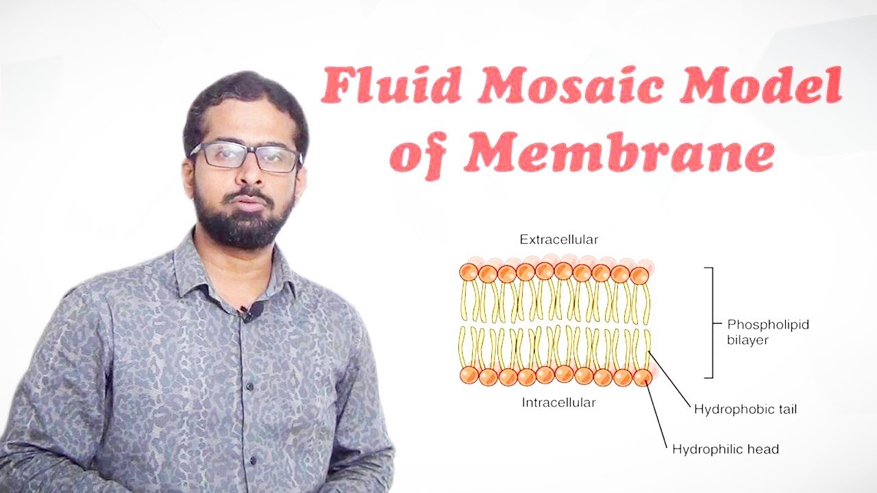 Fluid Mosaic Model & Cell Membrane Fluidity - YouTube