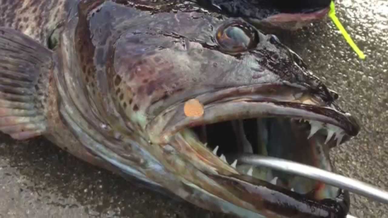 Abalone Diving on California's North Coast - YouTube