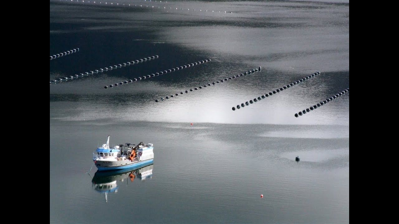 Kush Shellfish English with Subtitle - YouTube