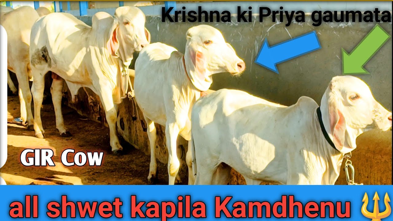 कामधेनु गाय || unique Gau Mata || very super cows गौमाता बहुत ही कम ...