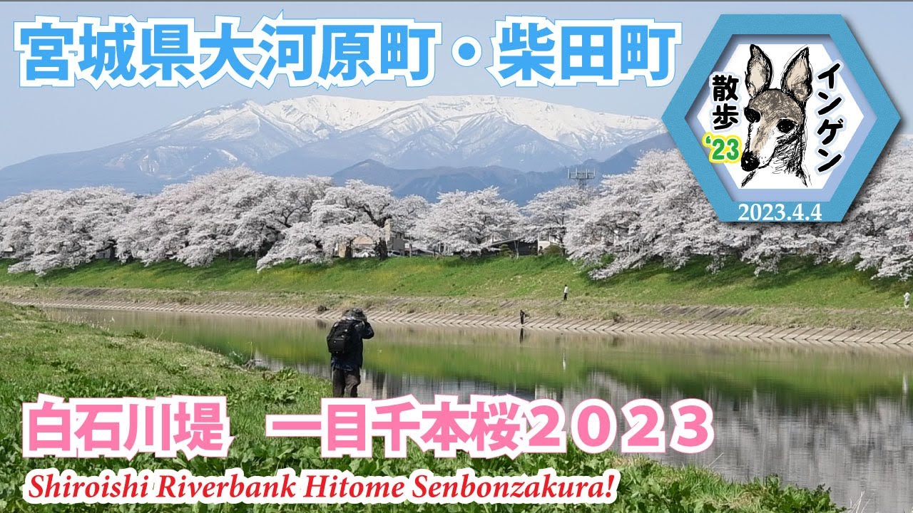インゲン散歩'23 宮城県大河原町・柴田町 白石川堤 一目千本桜 2023.4.4( Shiroishi Riverbank Hitome ...