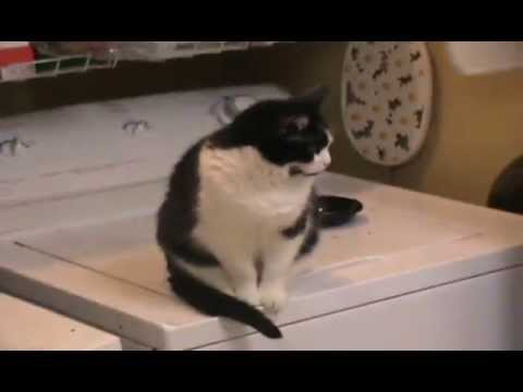 ac dc cat - YouTube