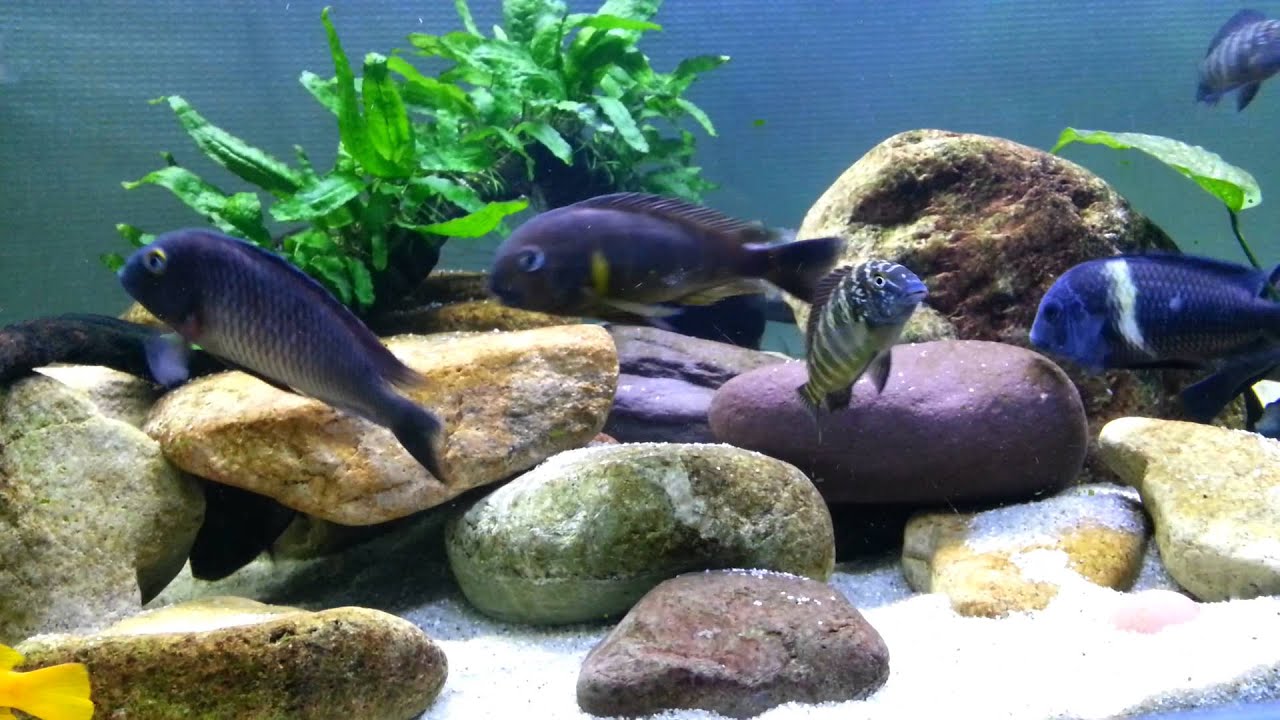Tropheus tank under the led light - YouTube