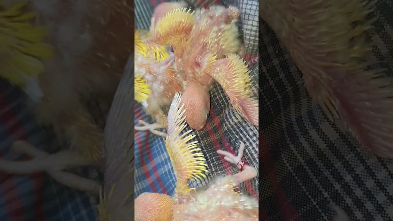 #lutino Fishery red eye split blue breeding progress#mashaallah #birds ...