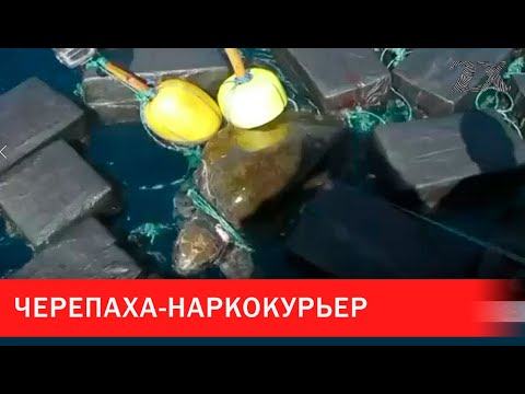 В США выловили черепаху-наркокурьера | Зона Х