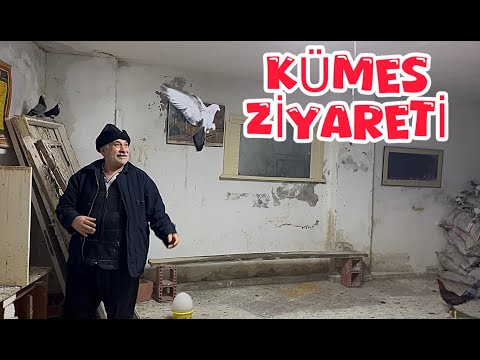 KARAGÜMRÜKLÜ ESKİ BOKSÖR ERKANABİNİN MARDİN GÜVERCİNLERİ ( KÜMES ZİYARETİ )