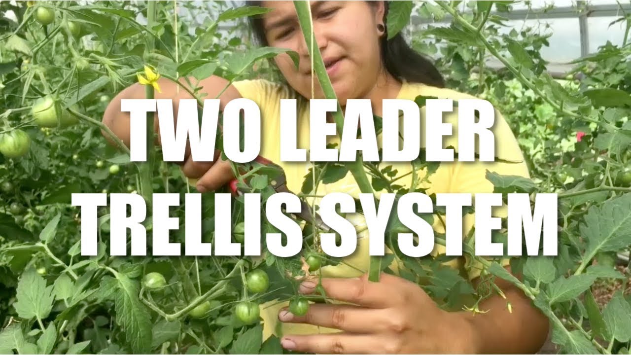 Pruning Tomatoes in a 2 Leader Trellis System - YouTube