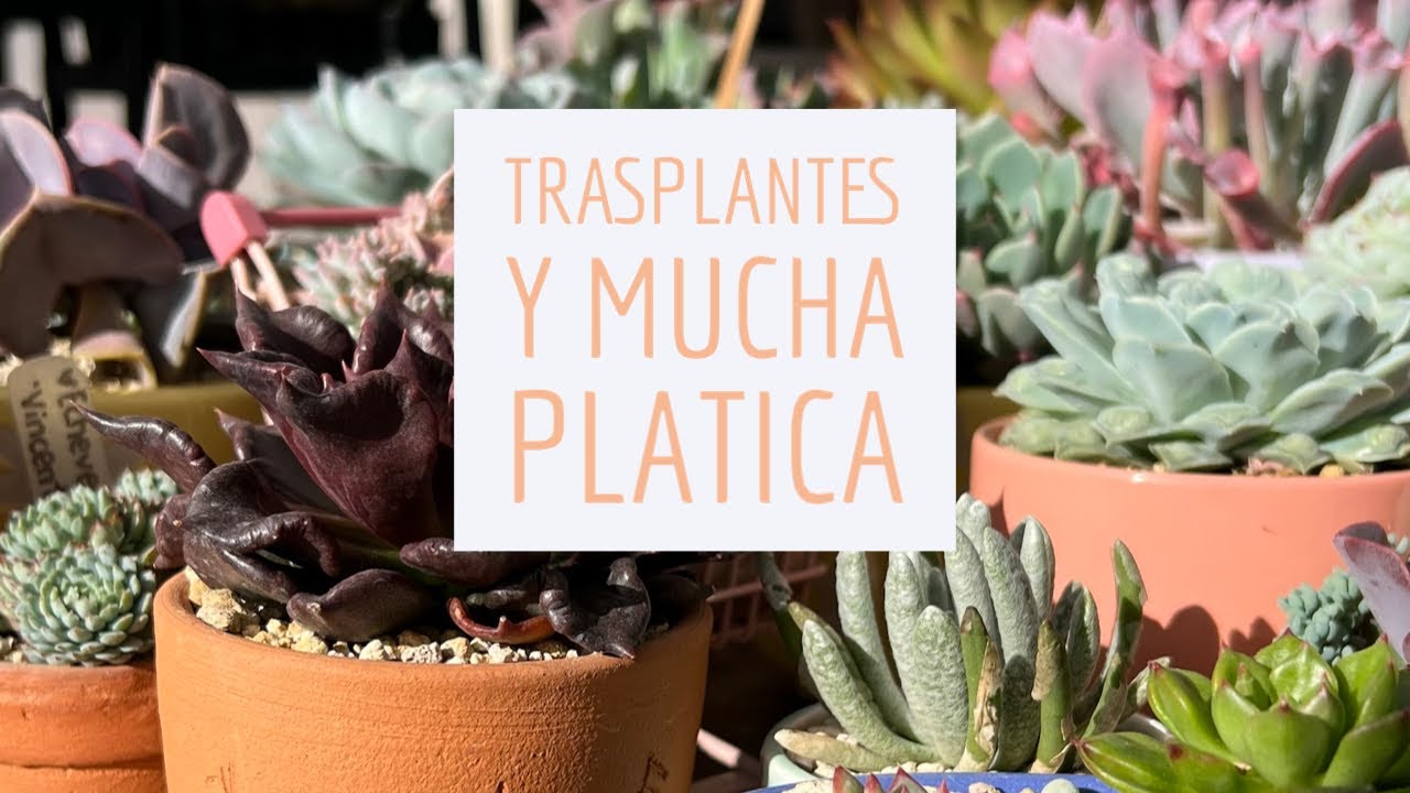 Trasplantes y mucha mucha platica - YouTube