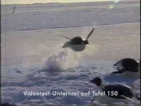 Penguin crash landing - YouTube