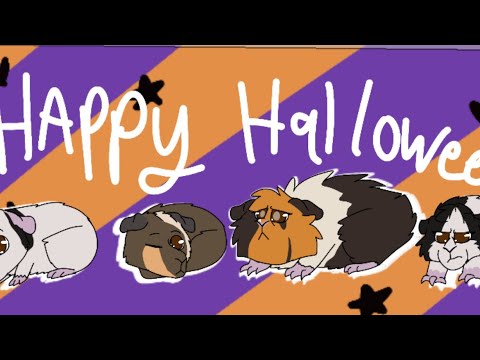 Happy Halloween meme [ft. my guinea pigs]