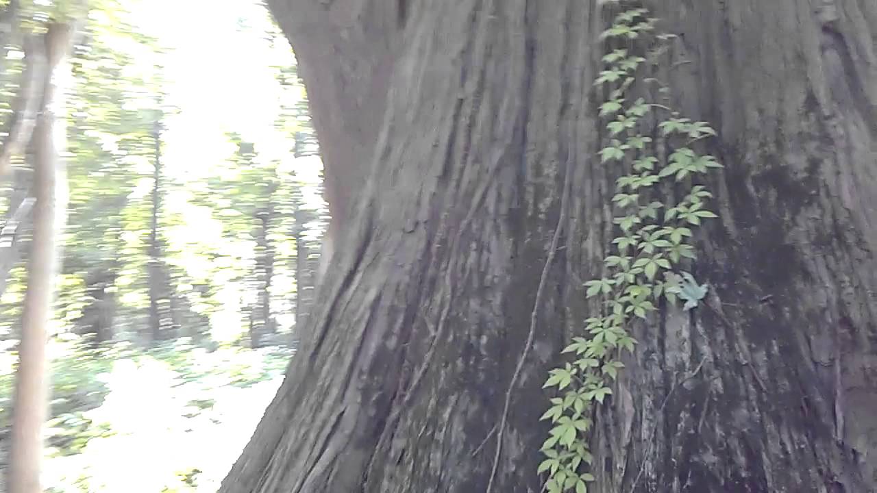 Indiana State Champion Bald Cypress - YouTube