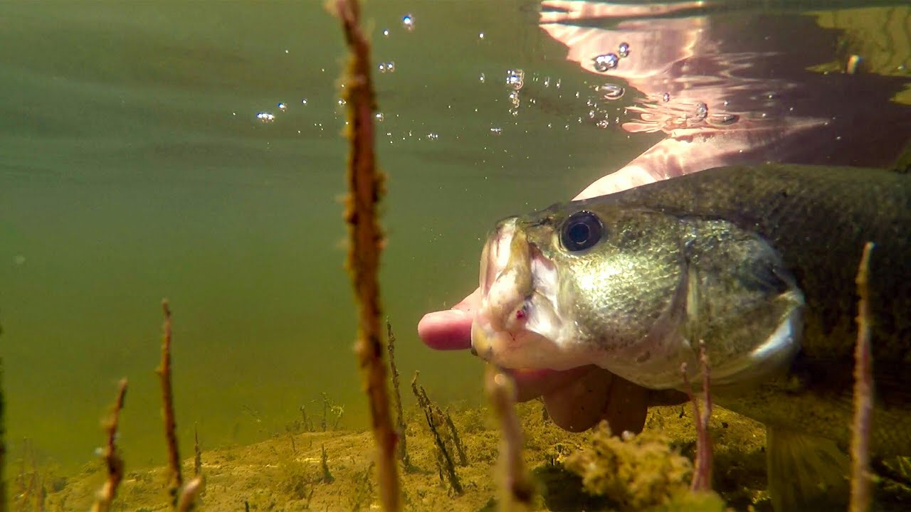 Fishing ULTRA CLEAR Water for Post-Spawn Bass - YouTube