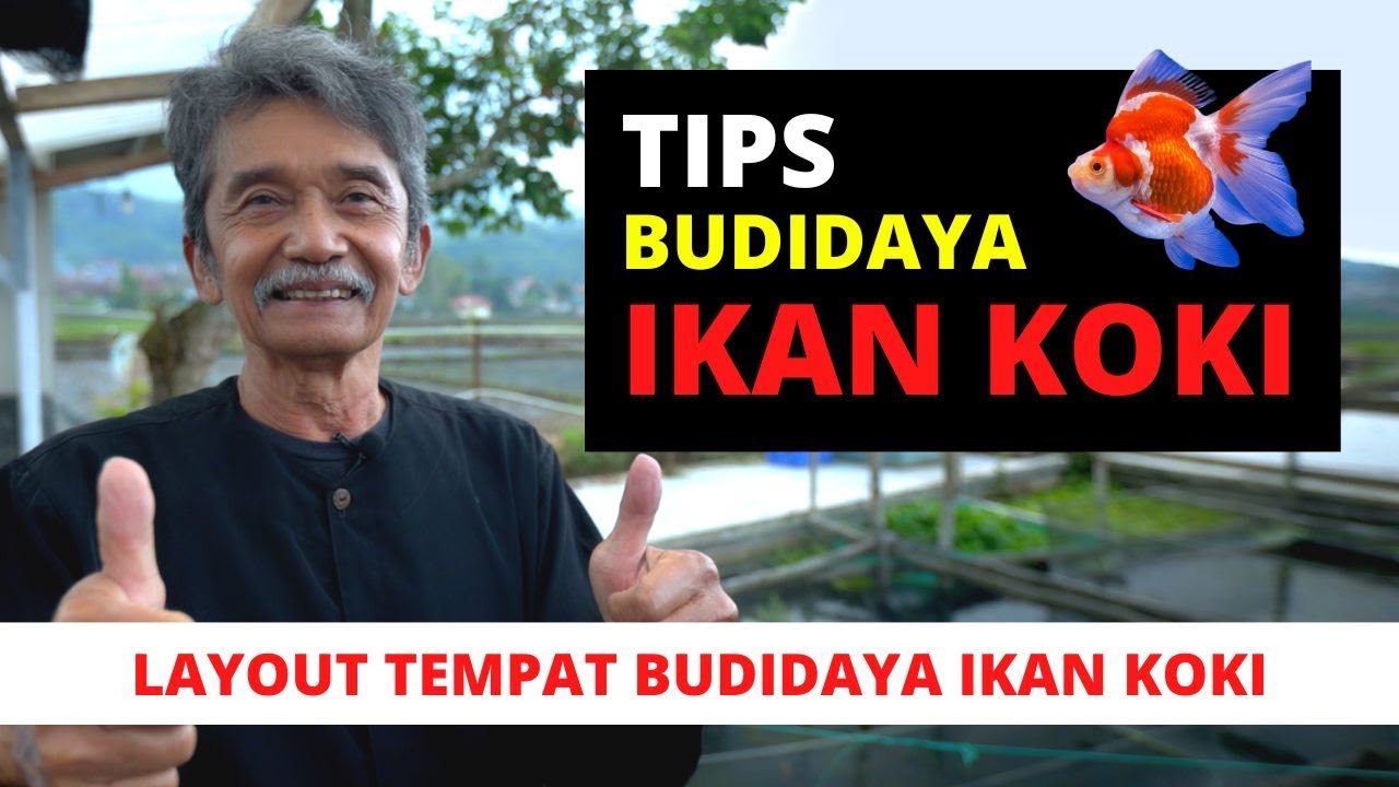 Layout Tempat Budidaya Ikan Koki - YouTube