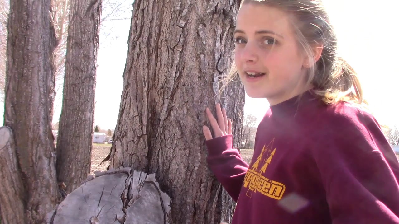 Go on a Tree Nature Walk with Miss Fawcett! - YouTube