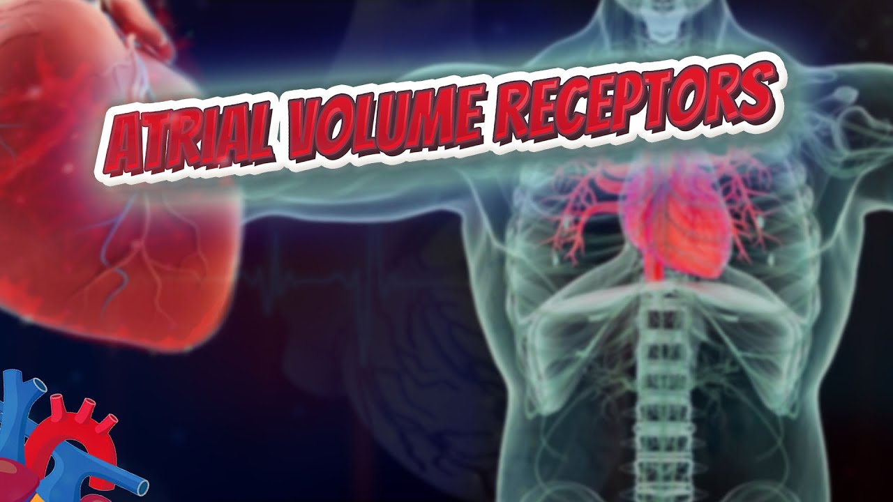 Atrial volume receptors (Human Heart ️ & Cardiology) ️🔊 - YouTube
