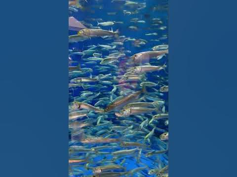 Aquarium fish awesome.. - YouTube