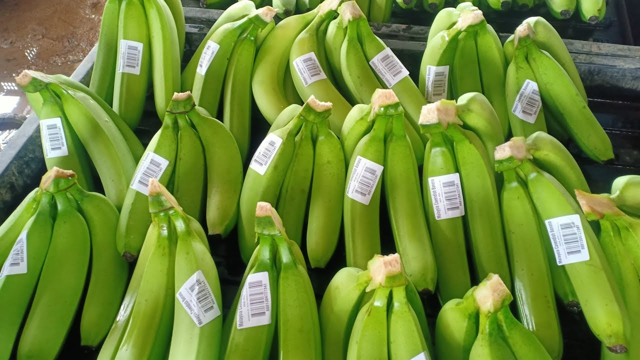 Cara packing pisang yang benar, agar tidak rusak - YouTube