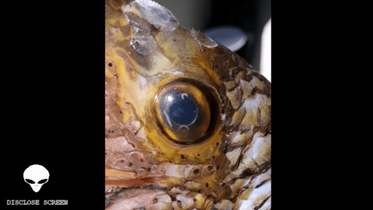 Zombie parasites inside fish’s eyes. You won’t believe how these things ...