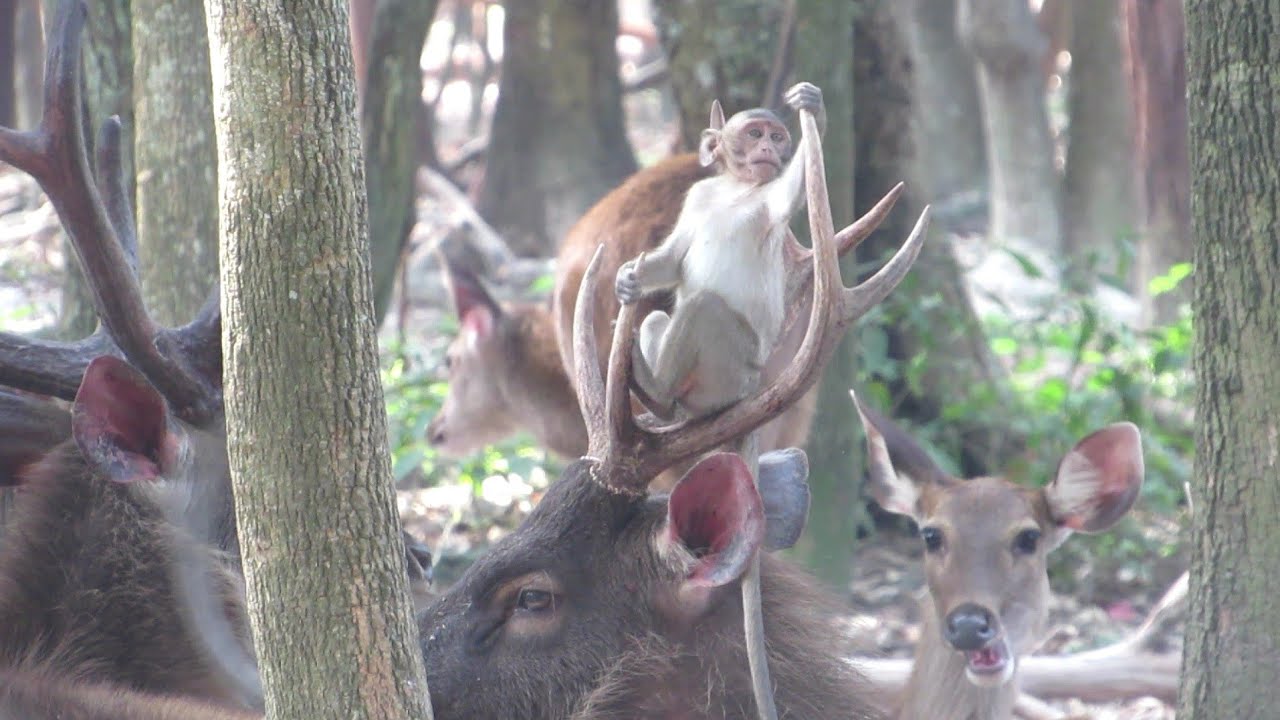Once upon of the time, Monkey & Deer are friends. #Monkey #macaque # ...