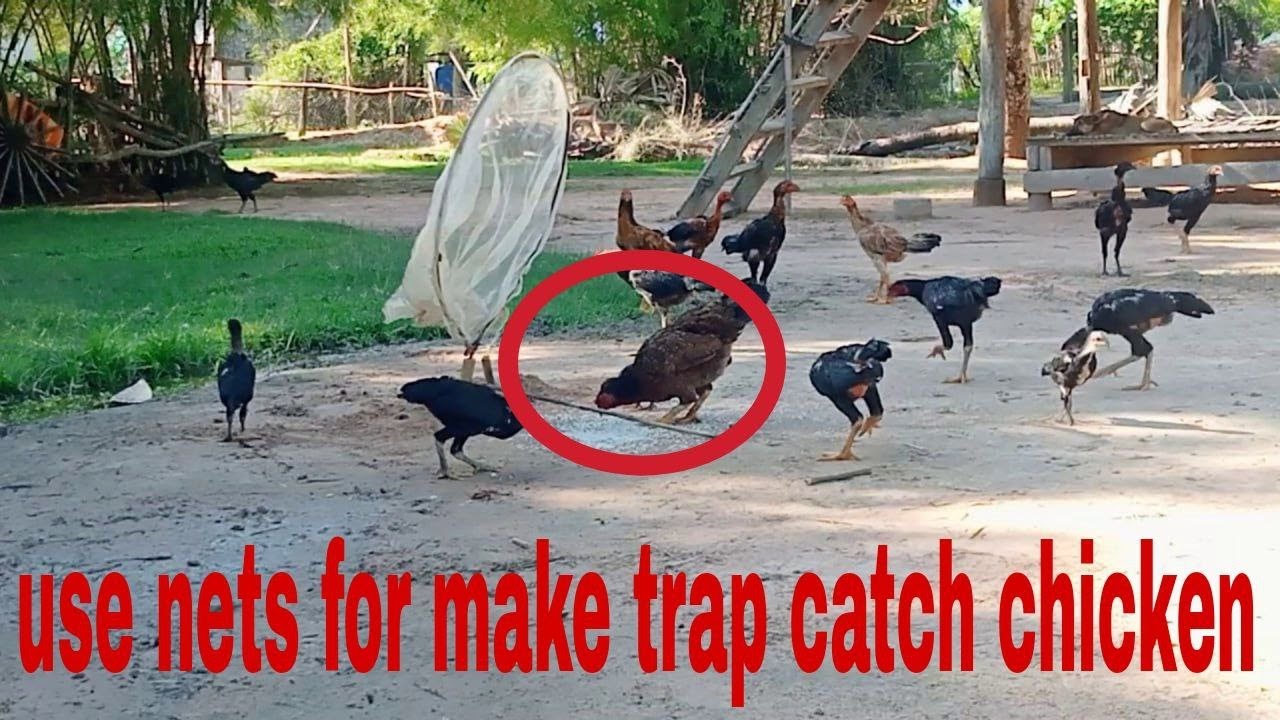 Use nets for make trap - How to make trap catch chicken - YouTube