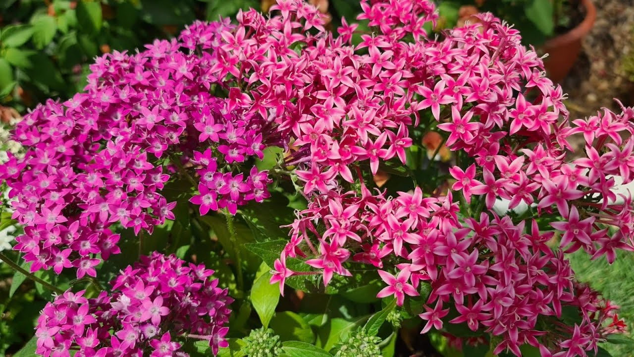 PENTAS FLORES QUE DECORAN NUESTRO JARDÍN EN VERANO @floresferrera - YouTube