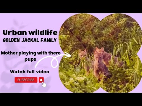 Golden jackal family | Mother playing with there pups | Urban wildlife ...
