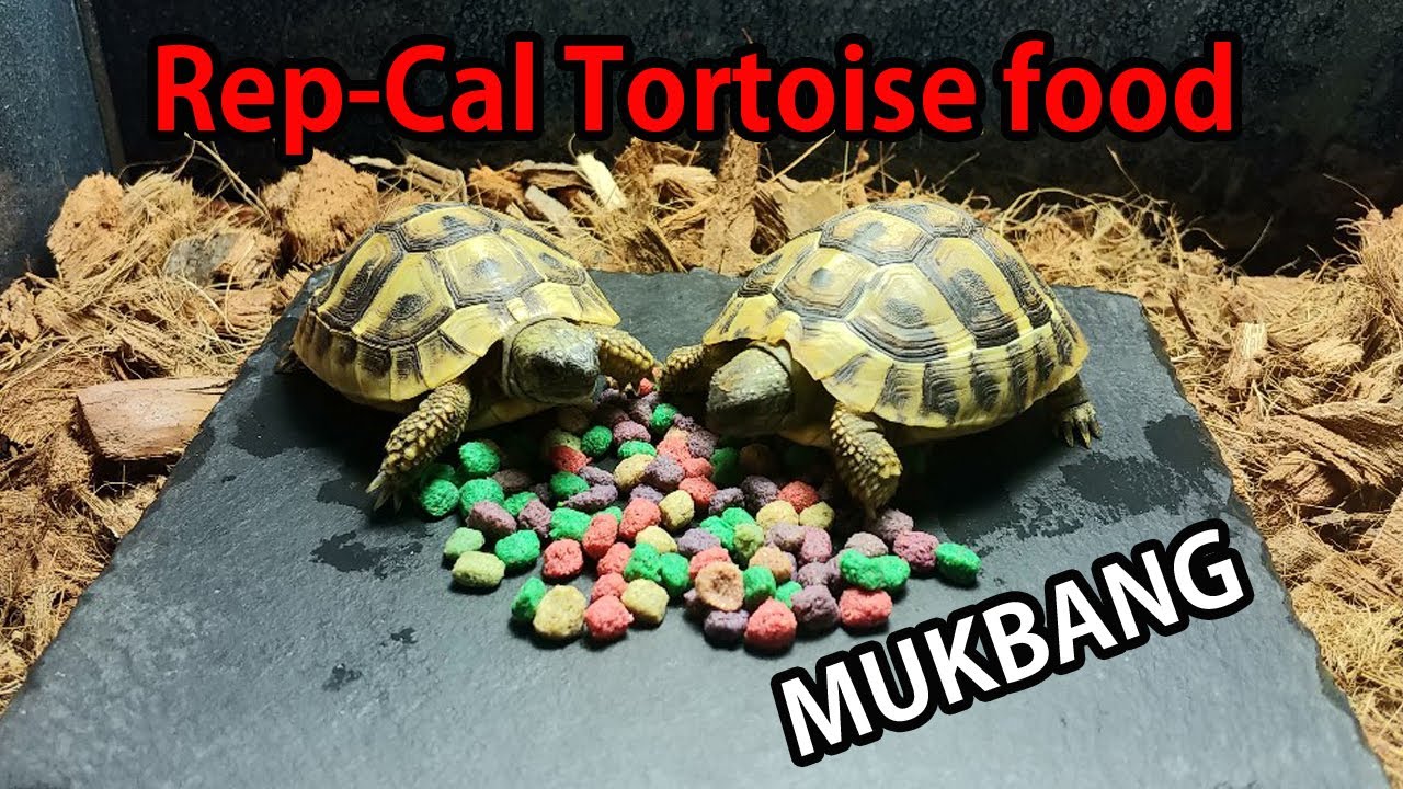 [MUKBANG / Rep-Cal Tortoise Food] 동헤르만 육지거북이의 렙칼 토토이즈 푸드 먹방 영상! 육지거북 식단 ...