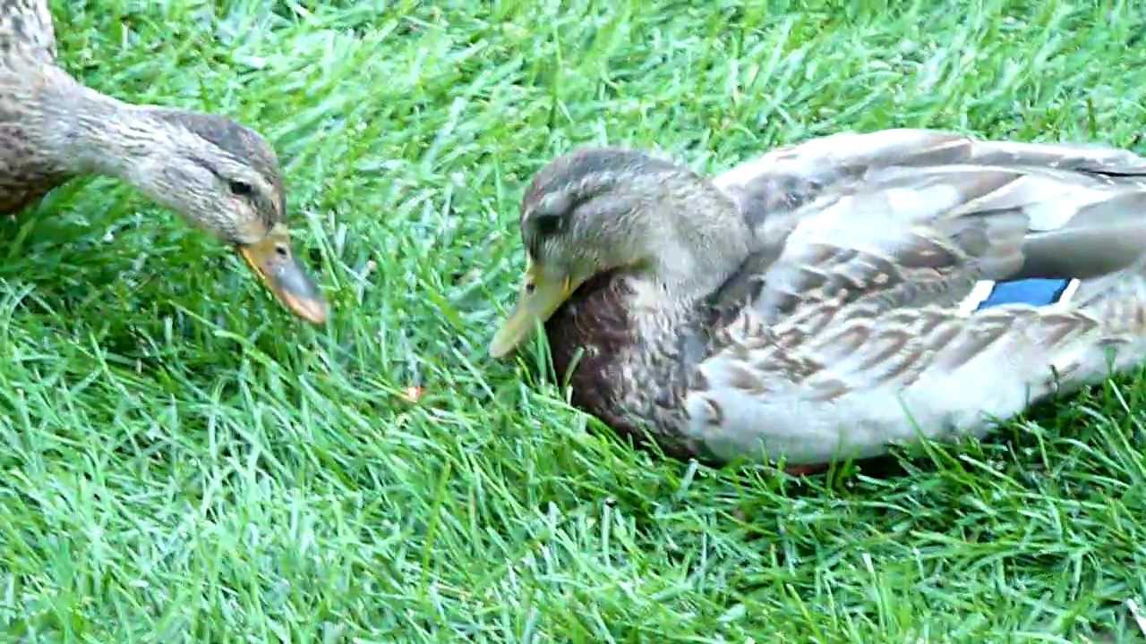 Playing with Ducks and Laser pointer: Smarter than dogs! HD video ...