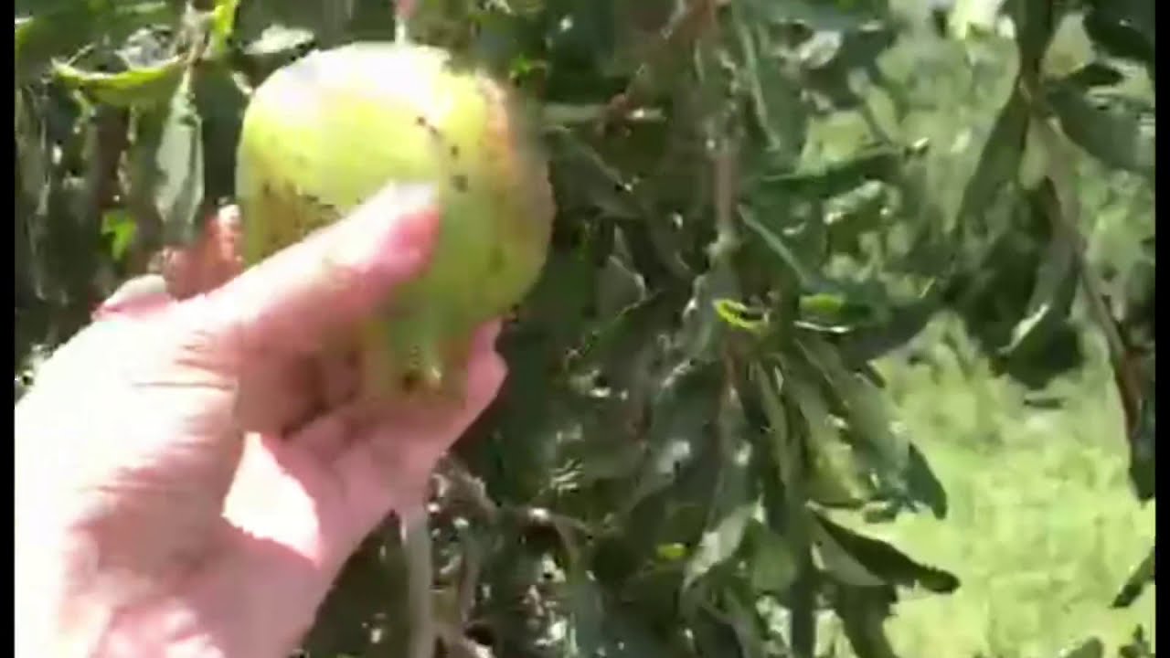 Jeddah to dammam road trip || taif farm - YouTube