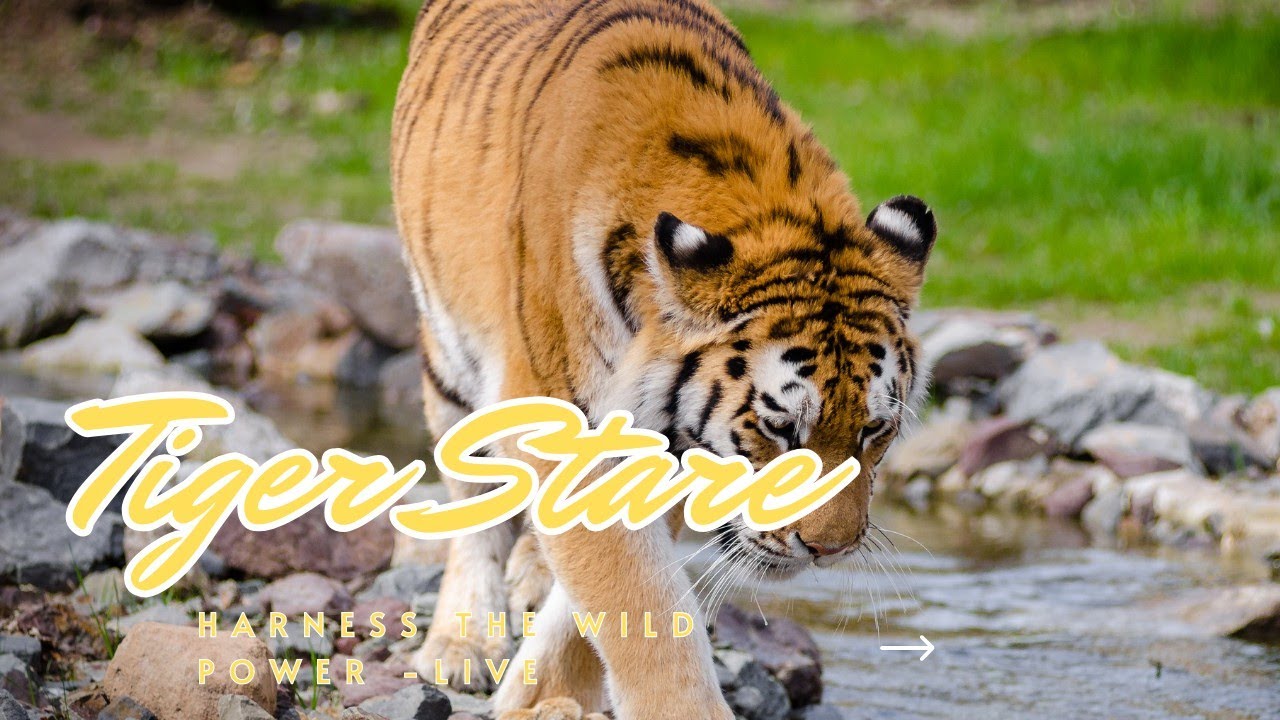 Tiger walking straight to camera｜猛虎一步步走近镜头，气场压迫到极致 - YouTube