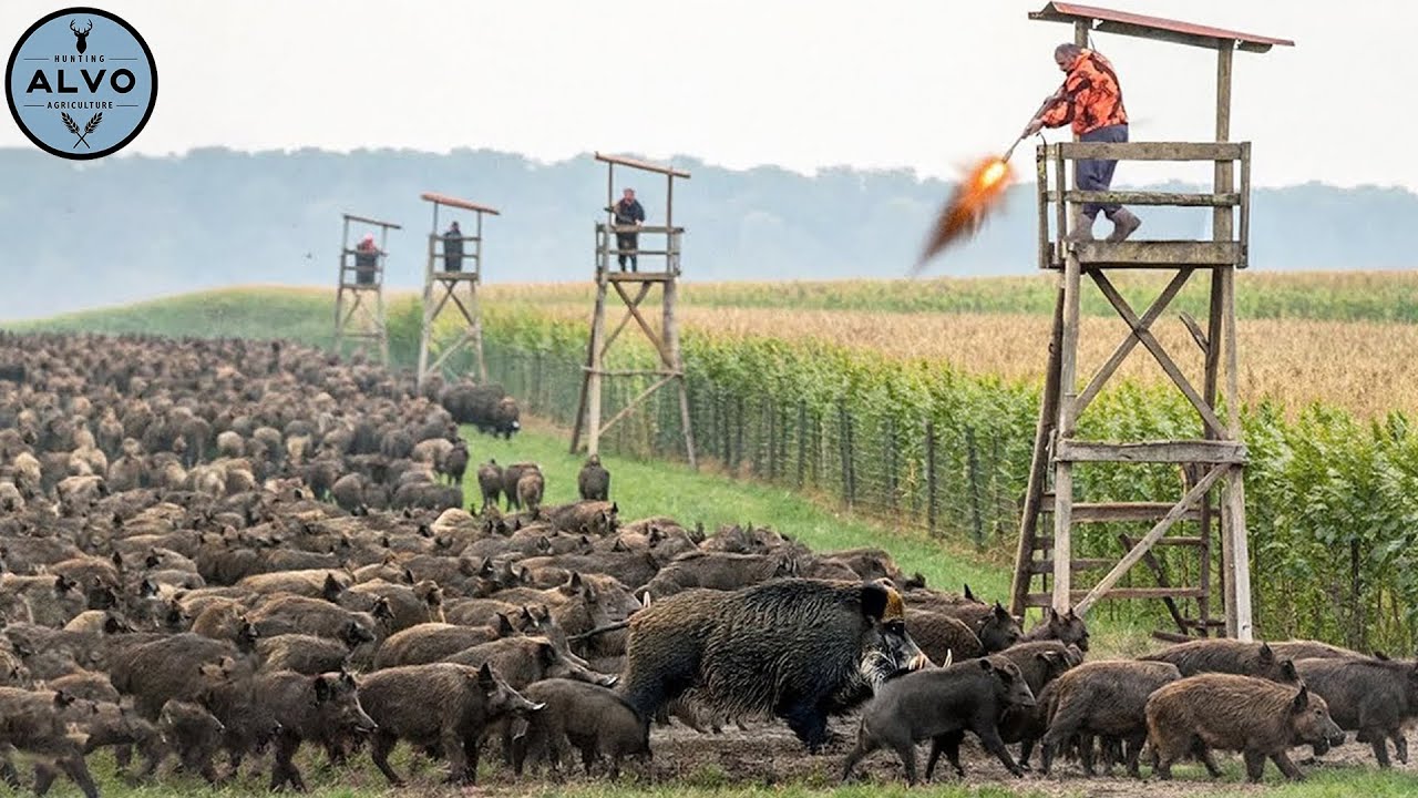 Como Caçadores Destruíram 9 Milhões De Javalis Atacando Fazendas Com ...