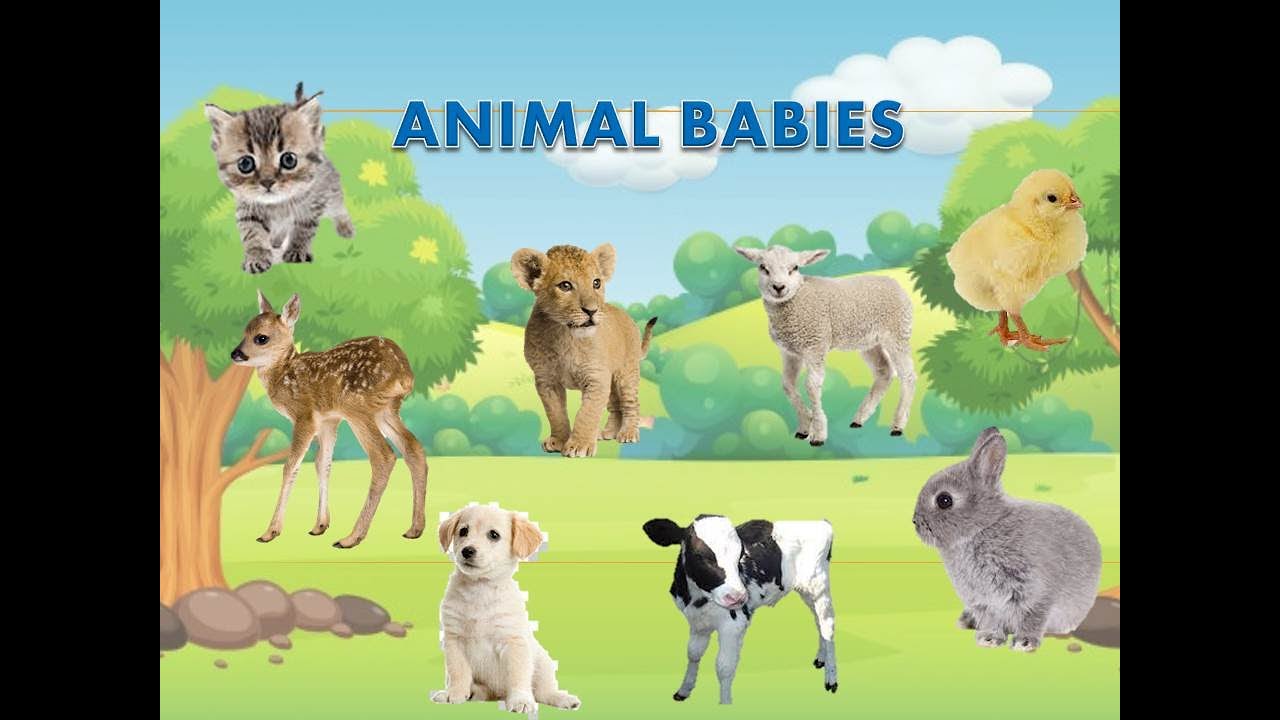 Animals and their babies || Learn with Joanna - YouTube