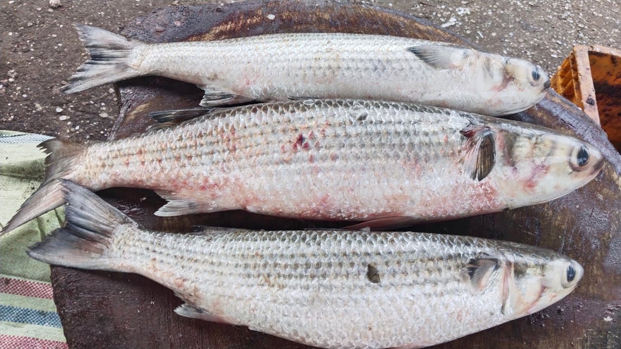 Madava meen fish cutting video/fishcuttingrs #fishcuttingrs #fish # ...