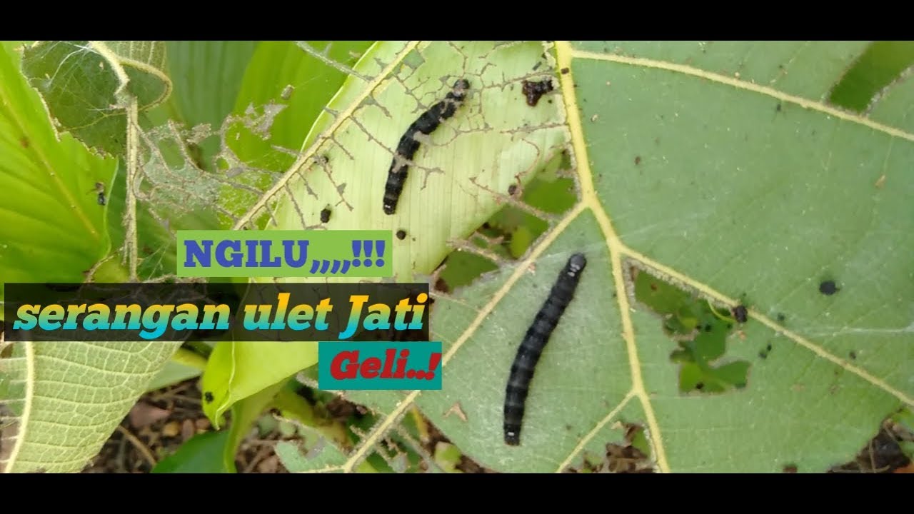 Geli,,,,Bikin Ngilu Serangan ULAT JATI - YouTube