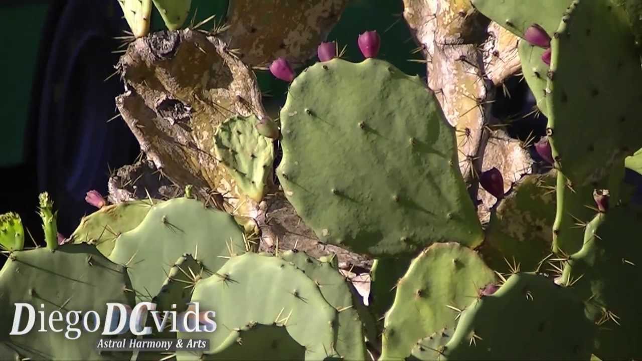 Opuntia species (Opuntieae - Opuntioideae - Cactaceae) nopales, paddle ...