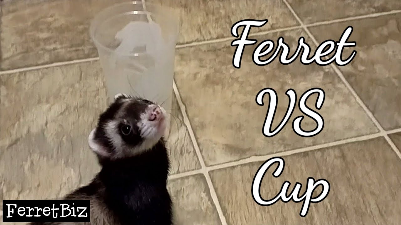 Monday Ferret Playtime, Ferret vs Cup (Ferret Business #79) フェレット遊び ...