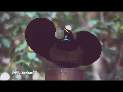 THE DABBING BIRD - YouTube