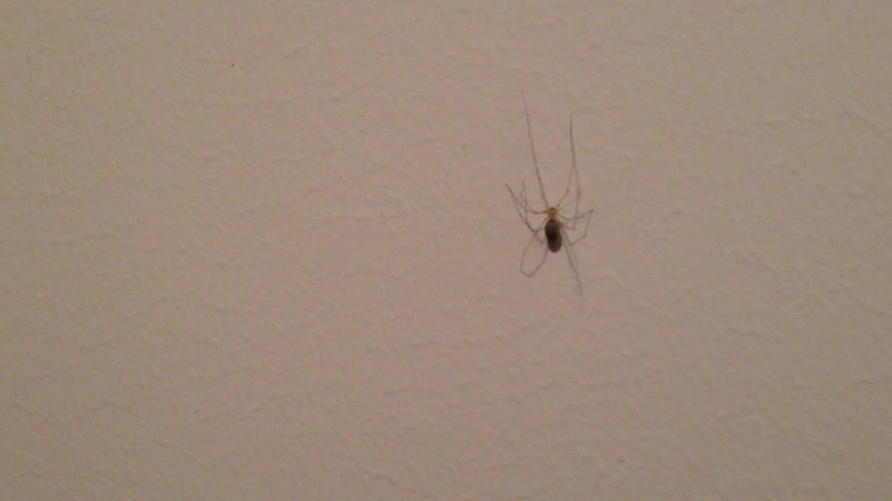 Losing My Mind - Singing to a Spider - YouTube