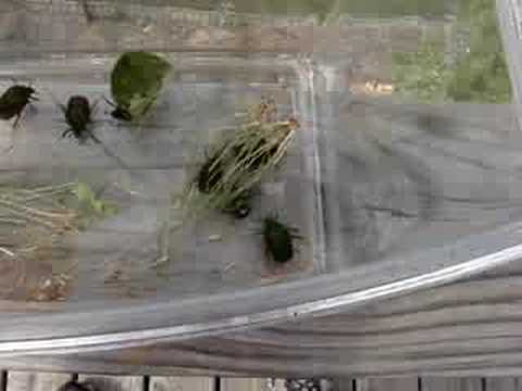 The Flight of the June Bug - YouTube