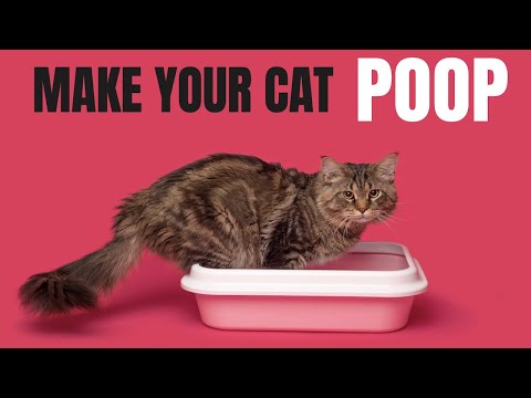 Sounds To Make Your Cat Poop In Minutes