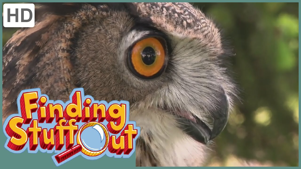 Finding Stuff Out - "Flight" Season 1, Episode 6 (FULL EPISODE) - YouTube