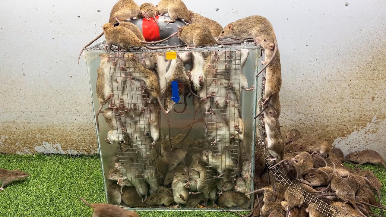 Effective mouse trap from plastic pipes / The best way to trap mice ...