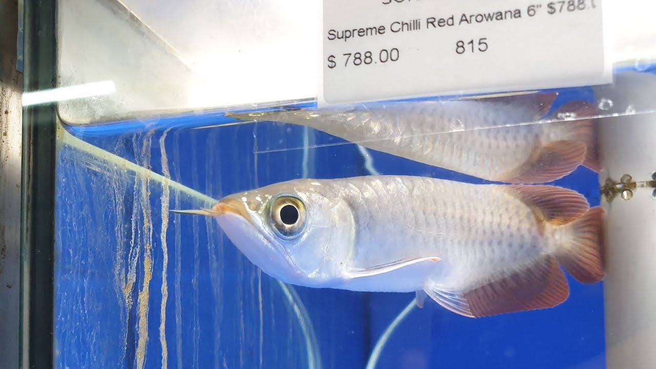 LIOW VIDEO: Bought feeder fish for my Arowana 买小鱼喂龙鱼 - YouTube