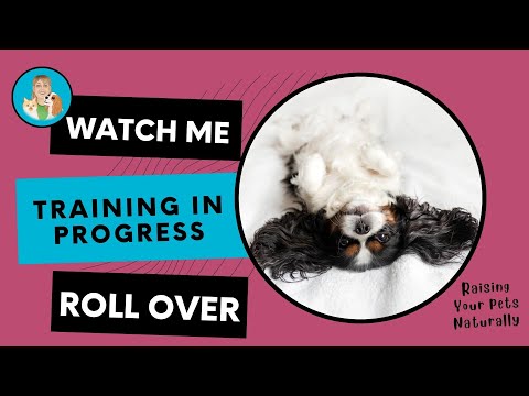 How to Turn Over a Dog: A Step-by-Step Guide [Updated Guide]