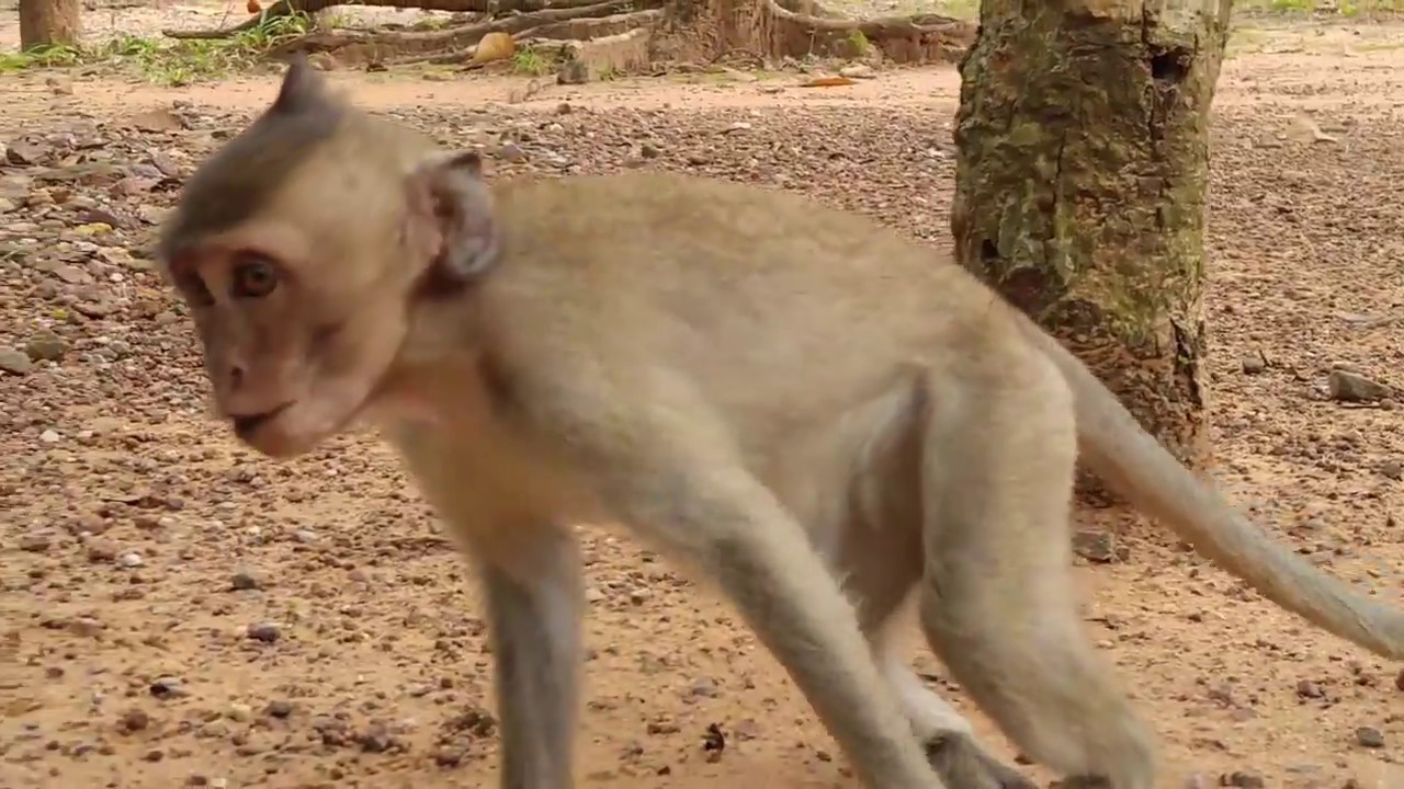 pity appetite small monkey is finding some food to eat - YouTube