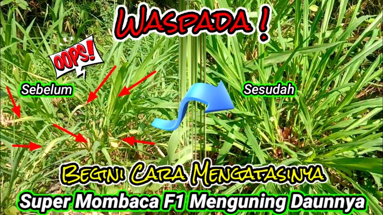 Rumput Super Mombaca F1 Kamu Menguning Daunnya? Ini Penyebab Dan Cara ...